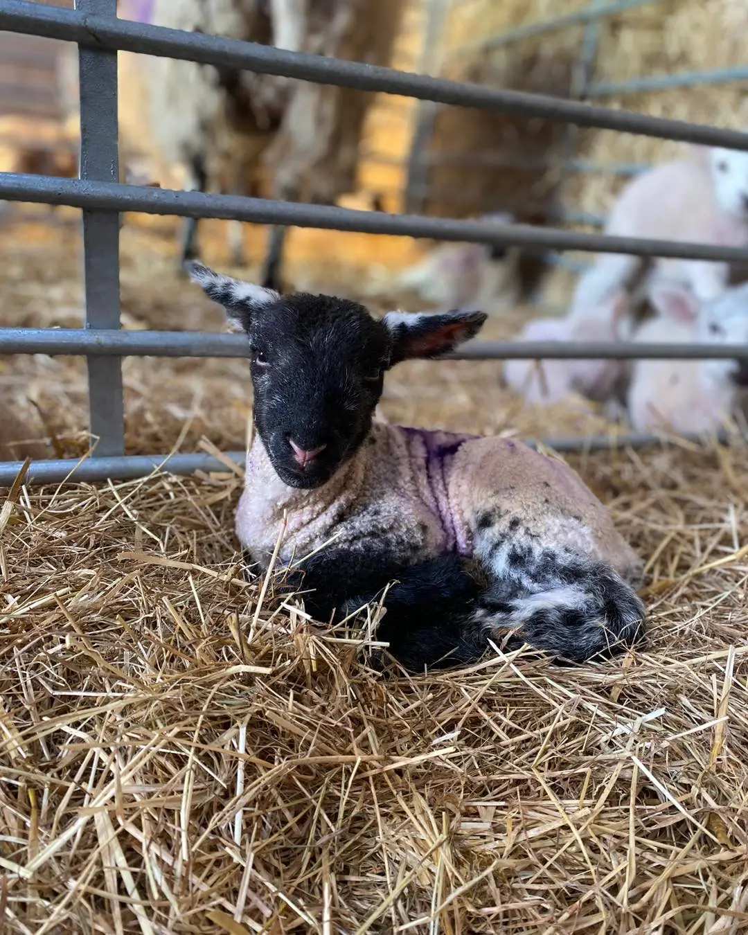 February Farm Fun | Churchfields Farm