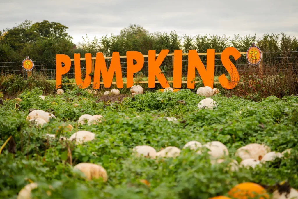 Churchfields Farm | Farm, Food & Fun | Family Fun & Events