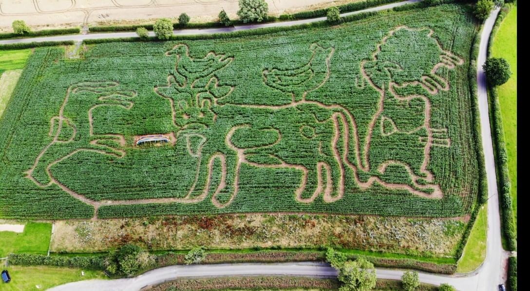 Maize Maze | Churchfields Farm